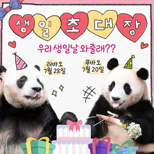 푸바오 생일파티 모집 “신청 오늘 10일 까지”