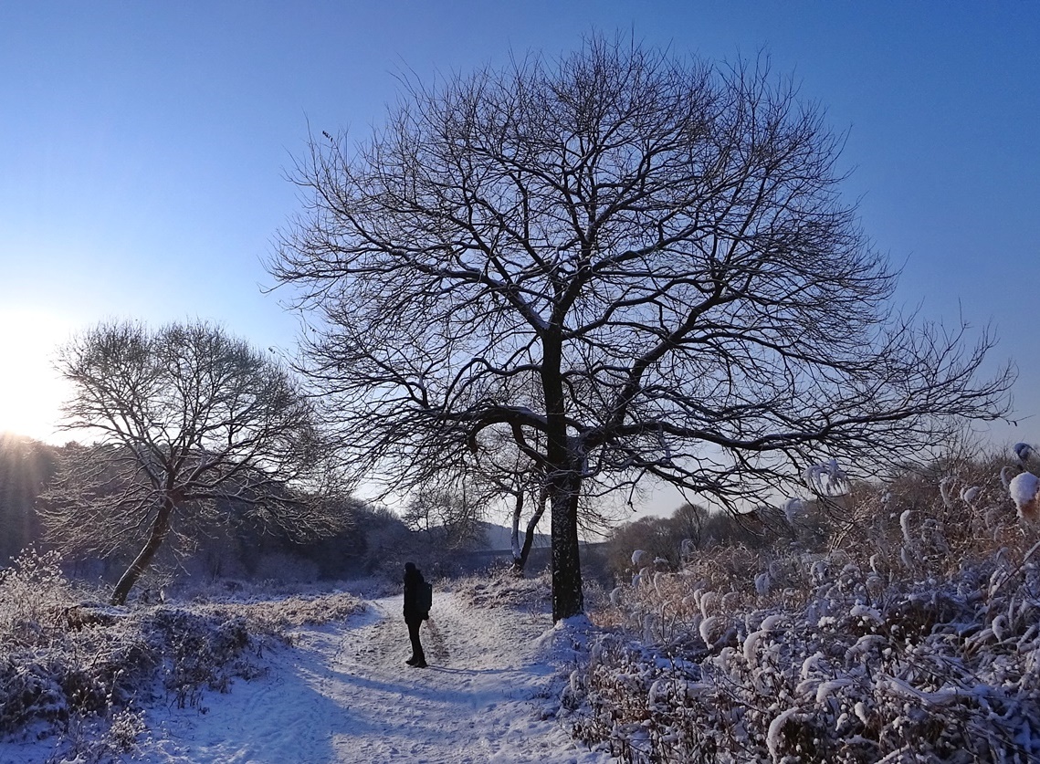 갑천습지길에 눈이 내리면
