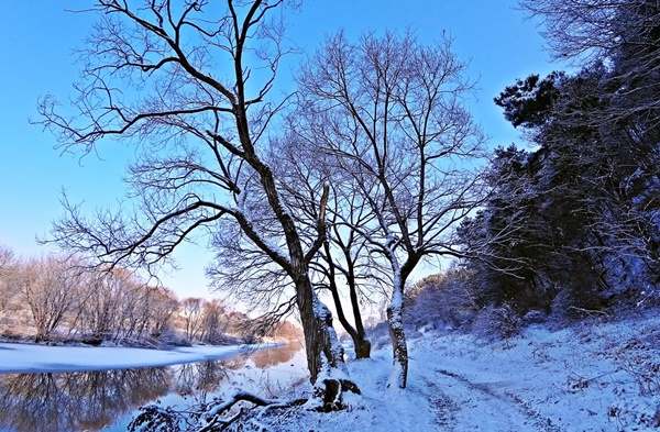 갑천습지길에 눈이 내리면